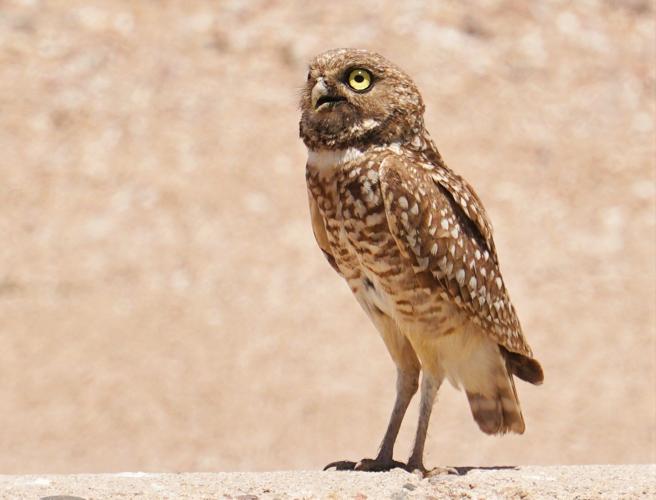 Howdy Birds | Home-and-garden | tucson.com