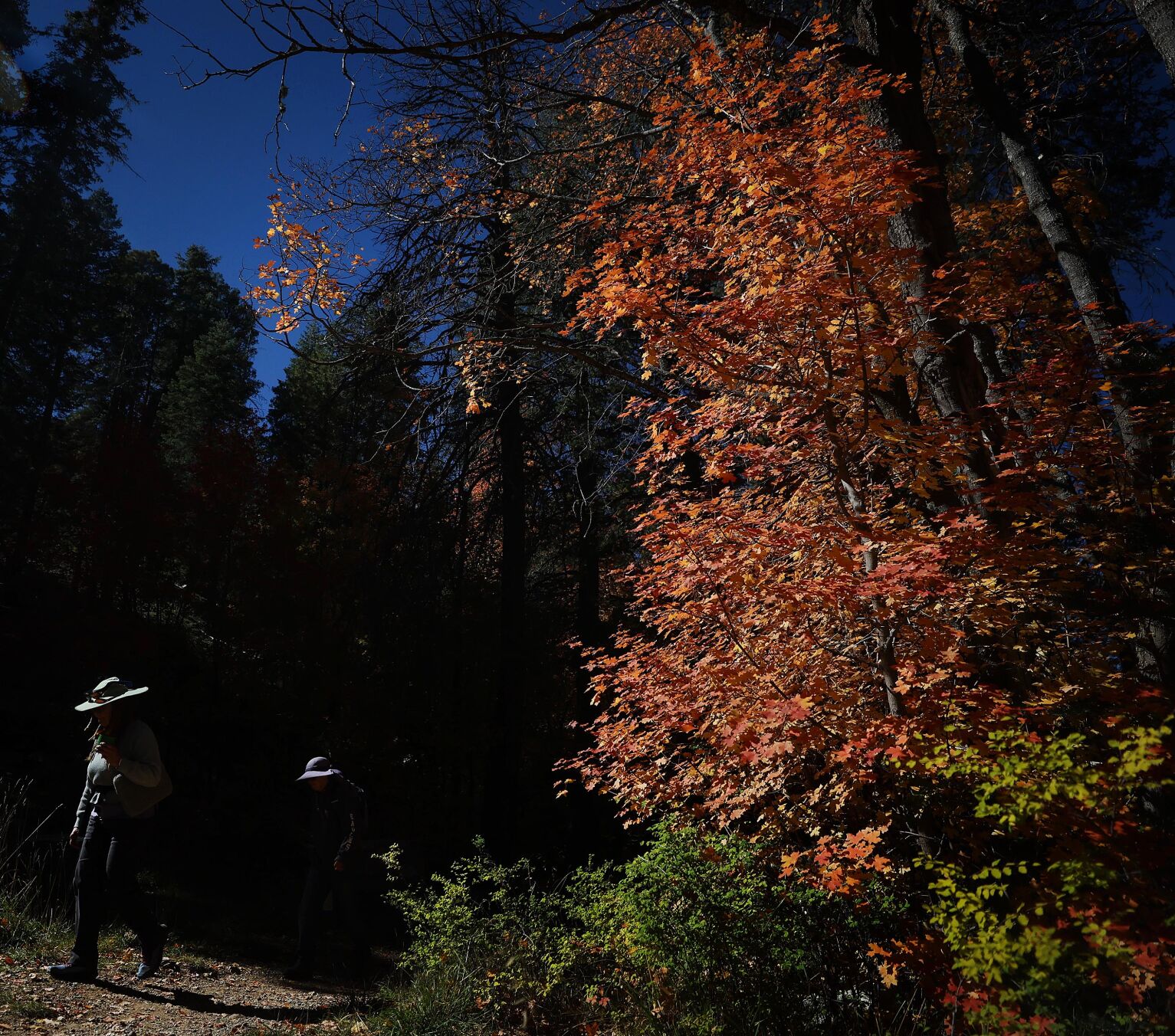 Photos: Mount Lemmon bursts with color as fall season arrives