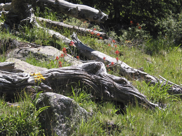 85 brilliant displays of Southwest wildflowers