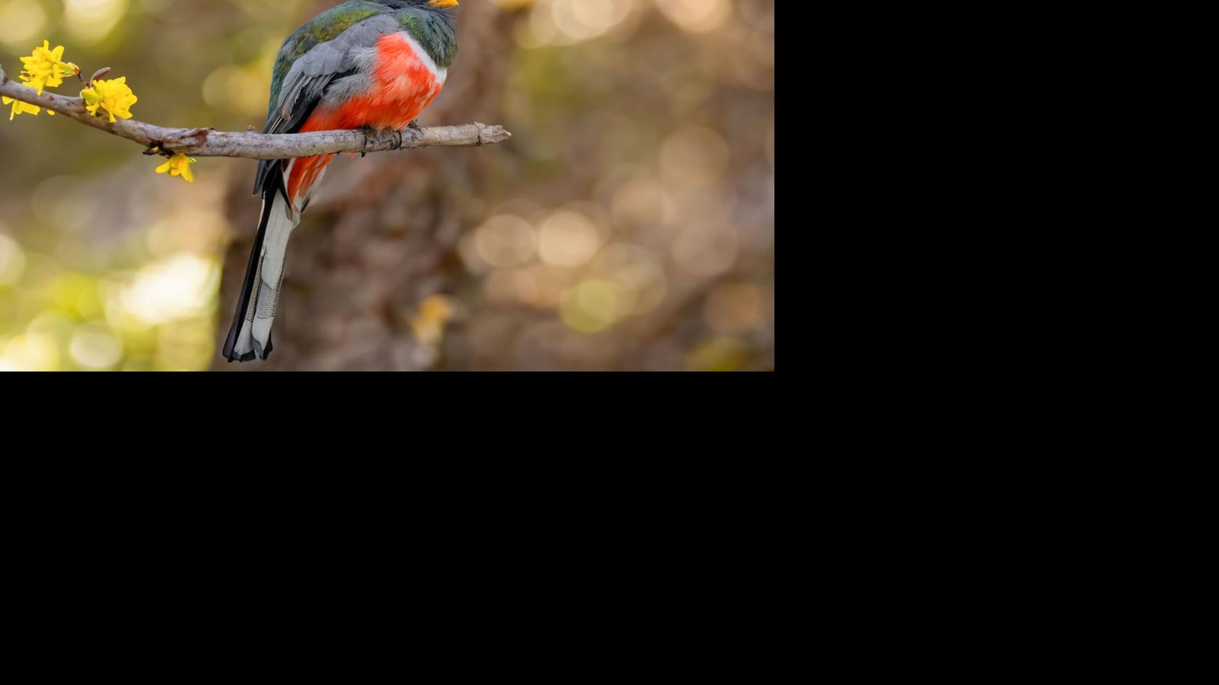 Rare Southern Arizona bird gets less-than-elegant new name