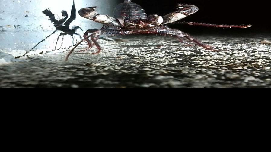 Garden sage: Giant whip scorpion looks terrifying but is harmless ...