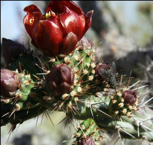 It's harvest time for cholla buds, a subtle, versatile native food