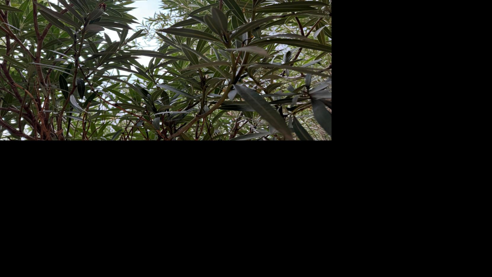 oleander bush problems