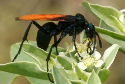 Why to avoid the tarantula hawk