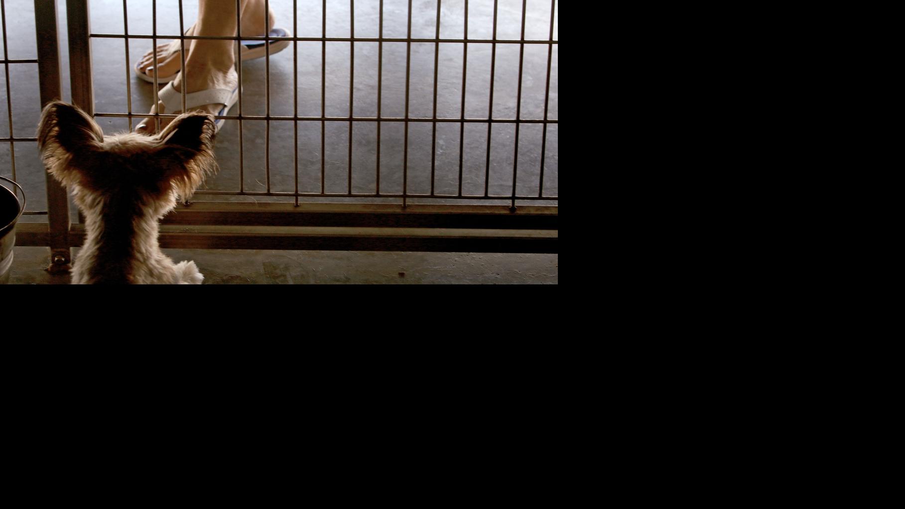 Marana breaks ties with Pima Animal Care Center over service