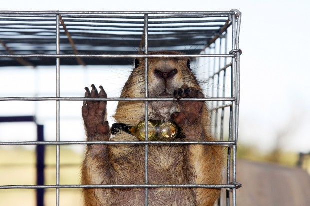 Black-tailed prairie dogs dig into their new digs