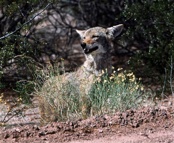 Poisoning pack rats hurts predators, too