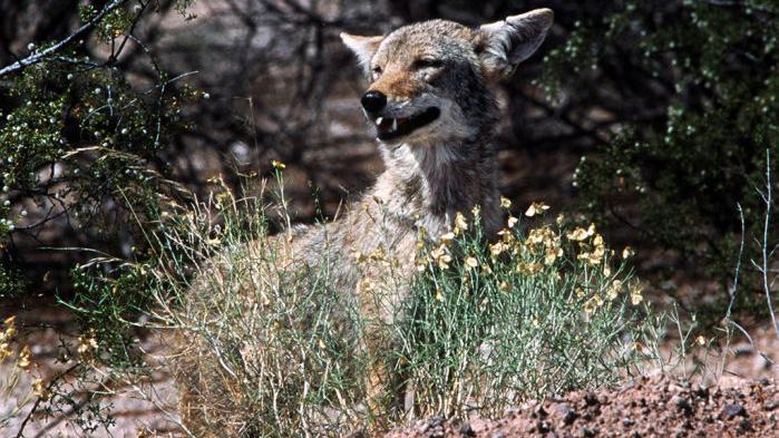 Poisoning pack rats hurts predators, too