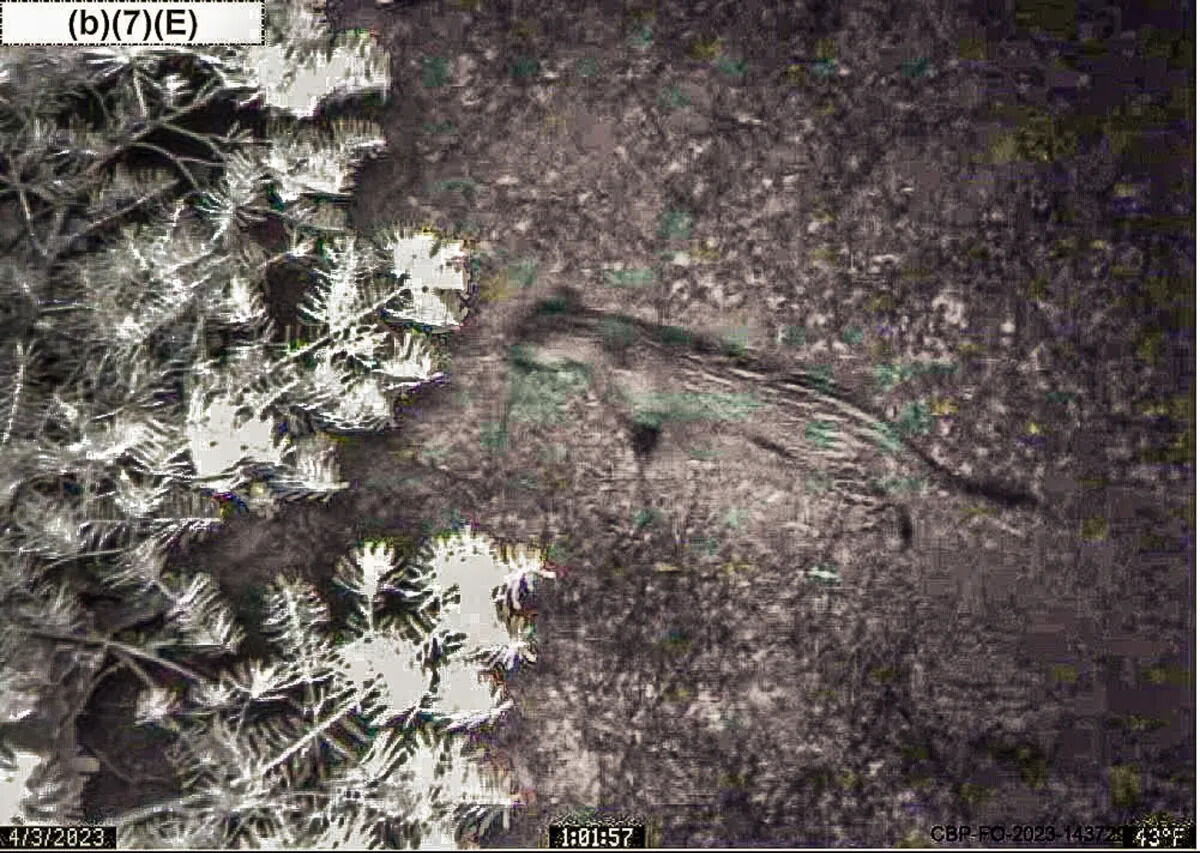 Seeing spots: 2025 ended with new ocelot footage in Arizona