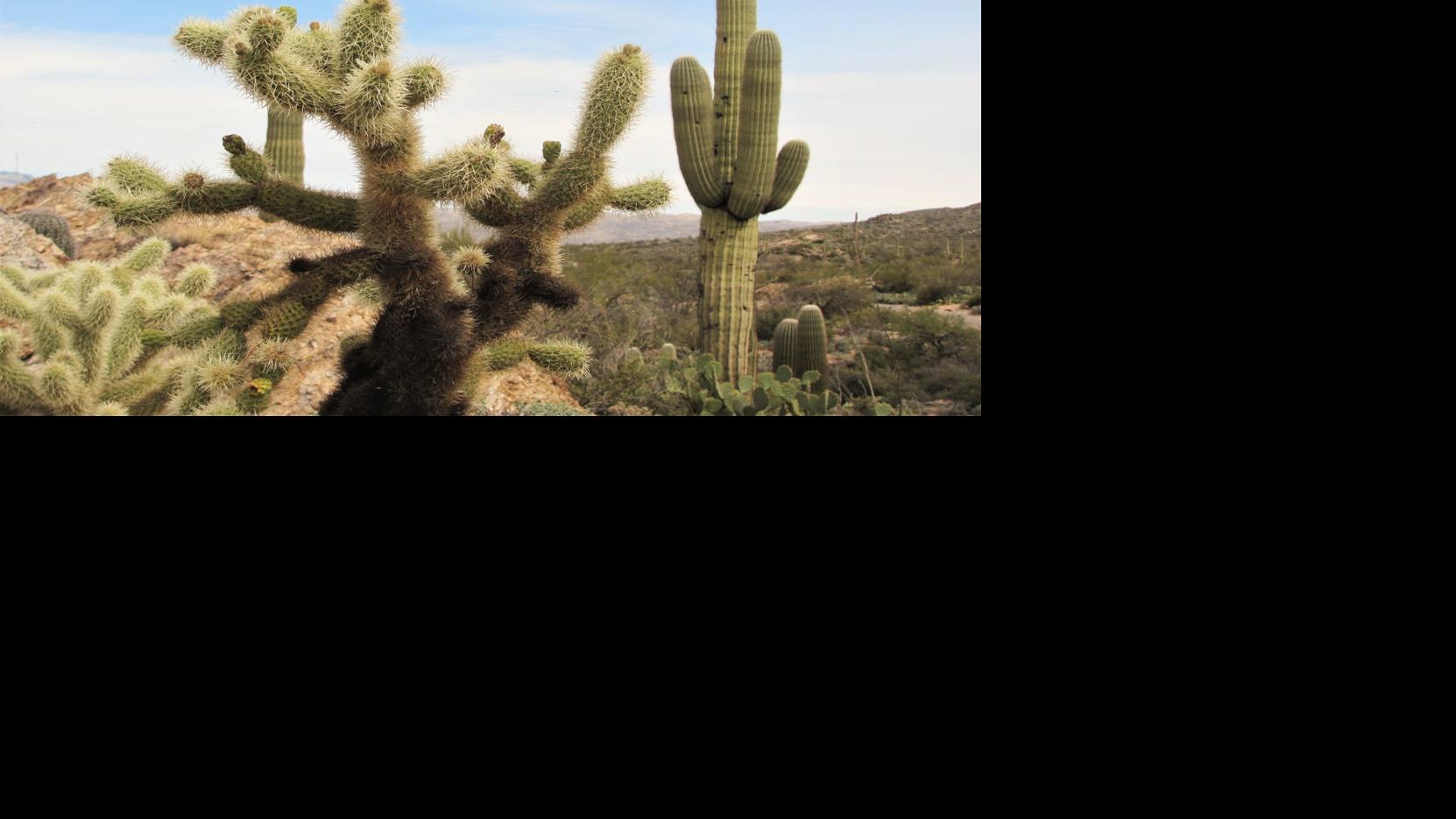 Tucson weather: Summer heat is coming