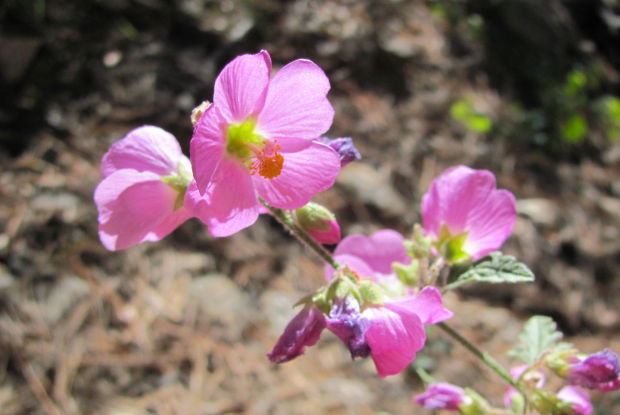 Summer wildflowers still blooming in Catalinas in November