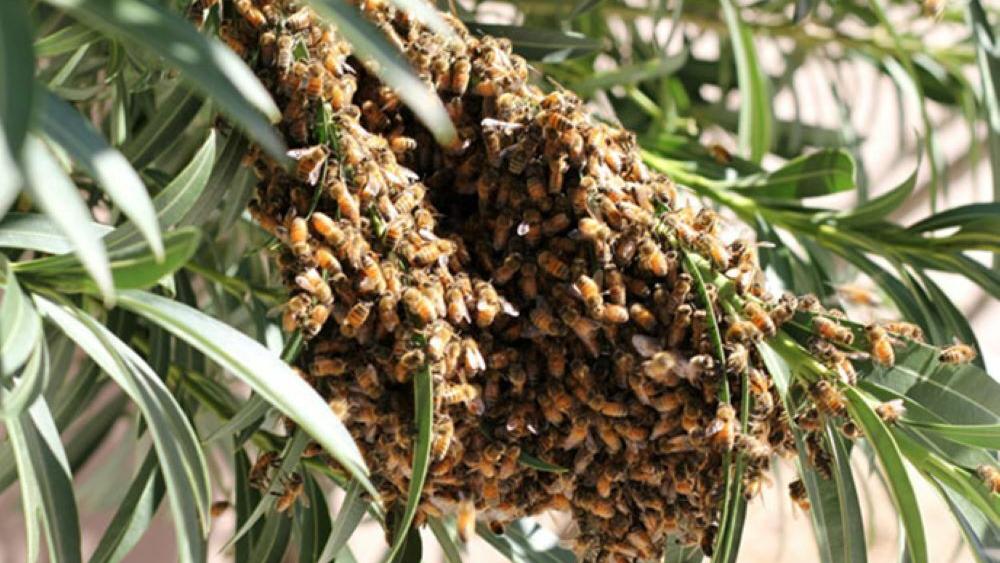 BEE-ware of Bees and Wasps this Time of Year | Home-and-garden | tucson.com
