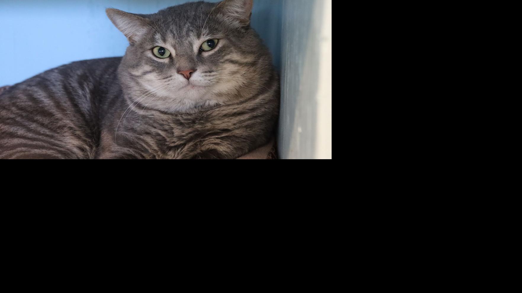 Pets for adoption locally