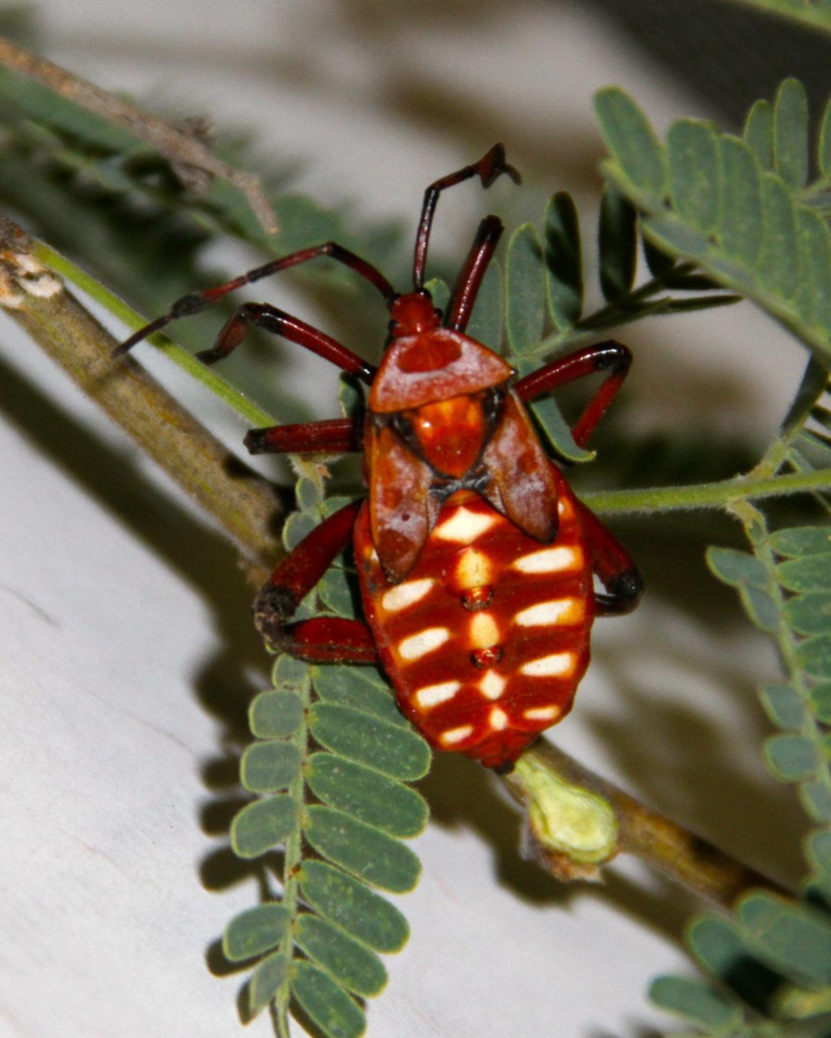 Beautiful Beetles and Pretty Bugs! | Saddlebag Notes | tucson.com
