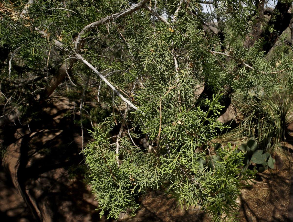 Arizona cypress is a great evergreen drought-tolerant tree