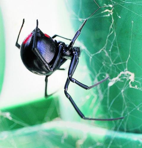 scorpion spider bite