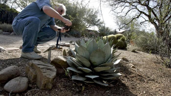 Pointy plants add variety to landscape