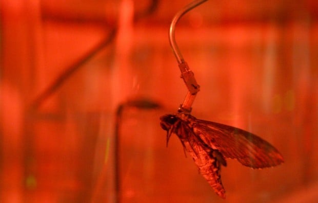 Photo gallery: UA researchers look at Giant Moths | Promo | tucson.com