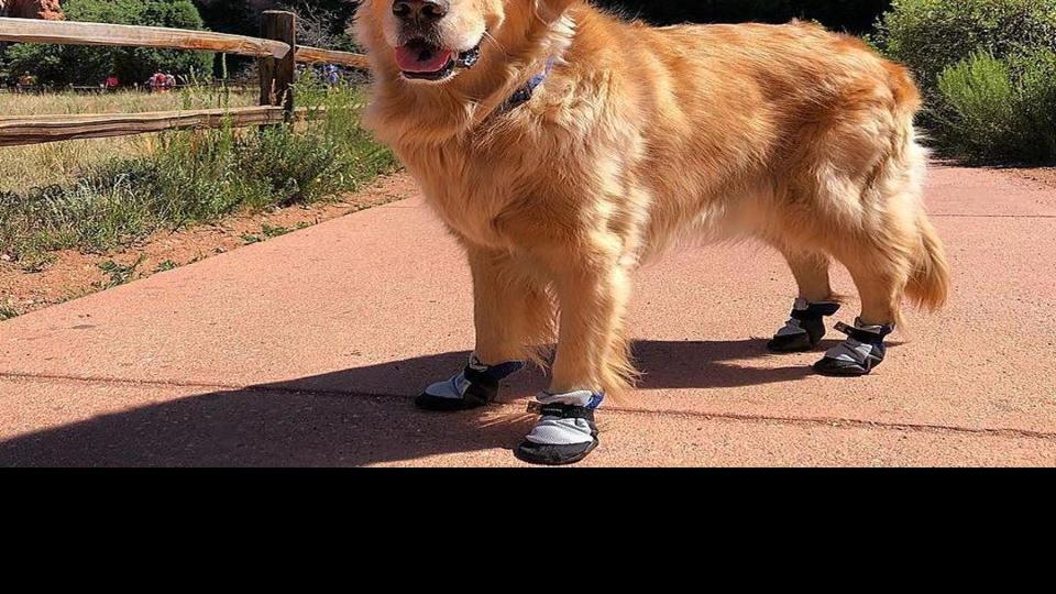 Pause for paws: Protecting your dog’s paws for every season