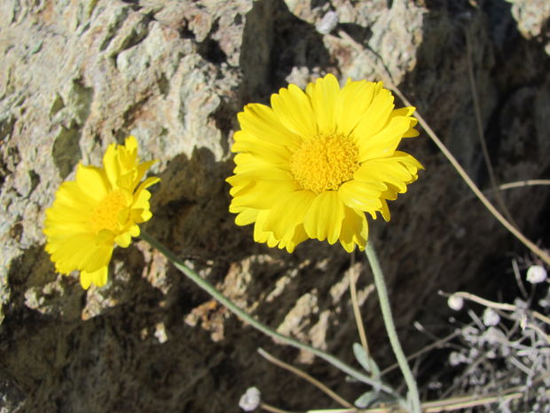 85 brilliant displays of Southwest wildflowers