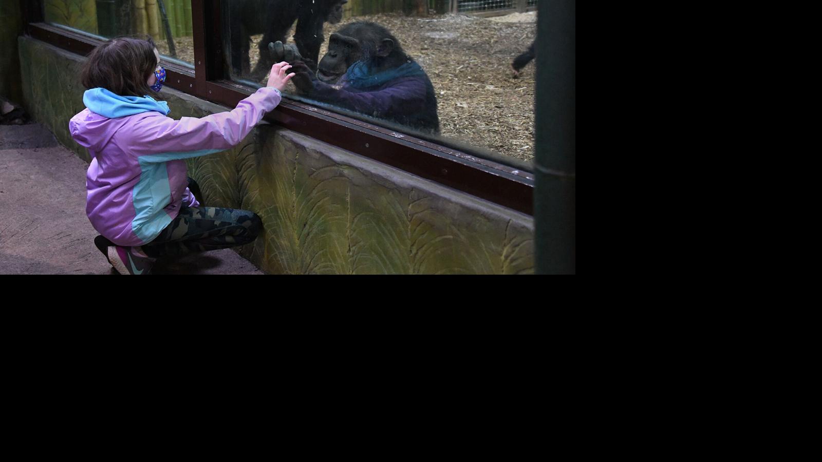 Apes talk in a ‘language’ that humans can understand, study suggests ...