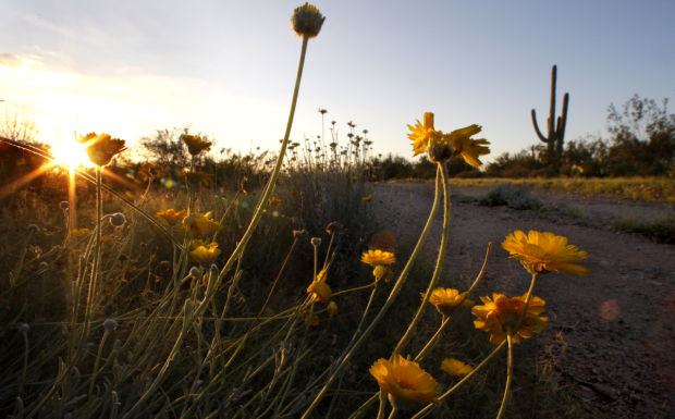 85 brilliant displays of Southwest wildflowers