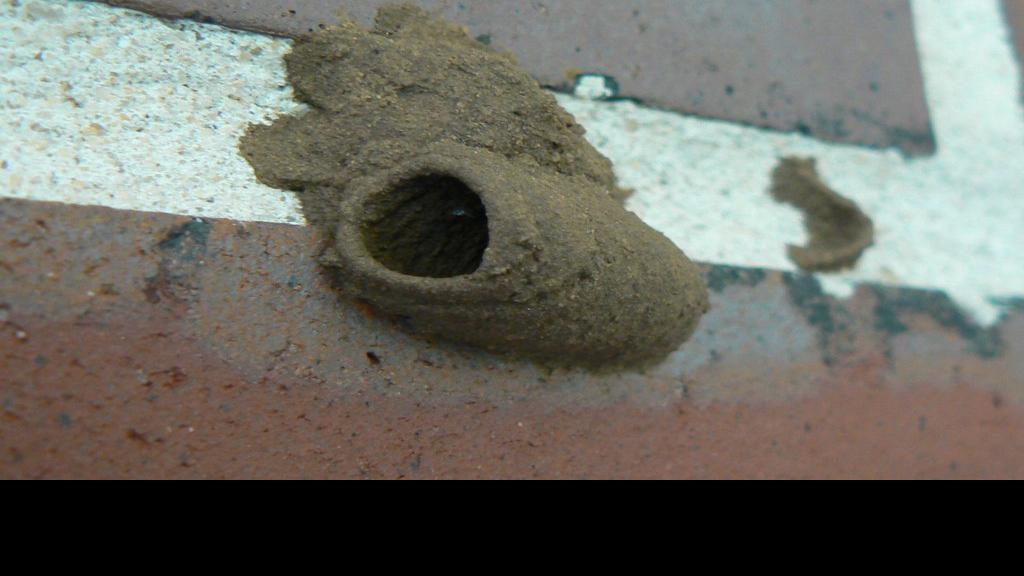Dont Fear The Mud Dauber Wasps