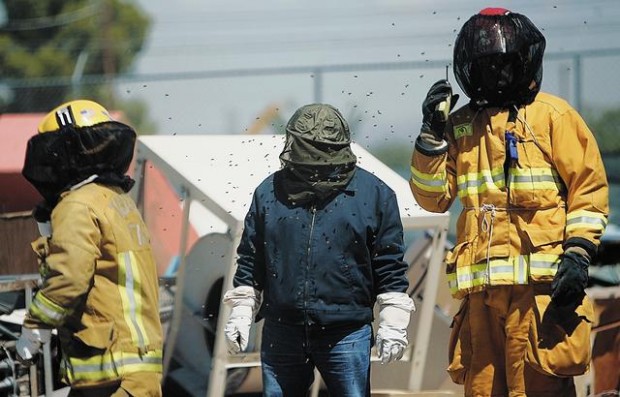 Bees at school sting 3 children and 7 workers