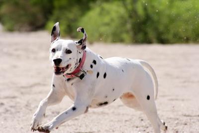 Marana animal services division readying for July 1 start | News ...