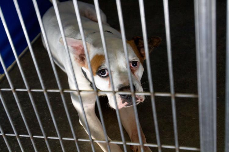 Pima County bond initiative to help Pima Animal Care Center | News ...