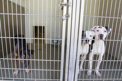 Marana decides to cut ties with Pima Animal Care Center for animal ...