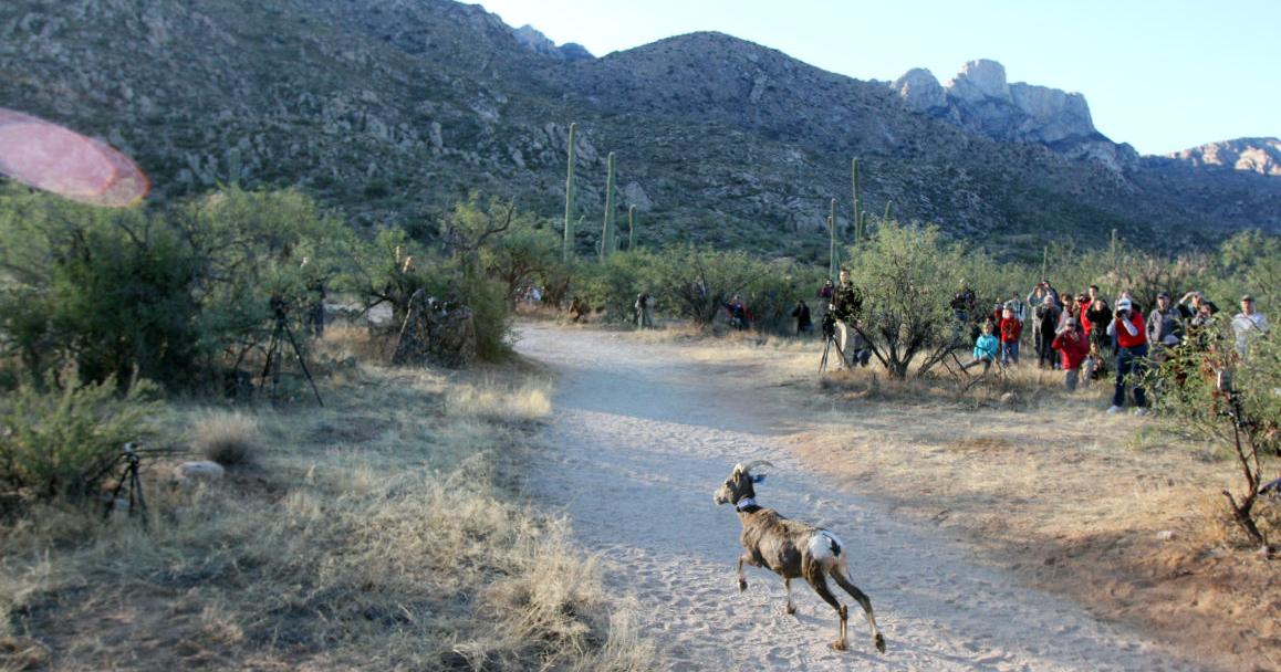 Despite sheep deaths, AZGF plans to relocate 30 more bighorn sheep ...