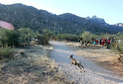 Despite sheep deaths, AZGF plans to relocate 30 more bighorn sheep ...
