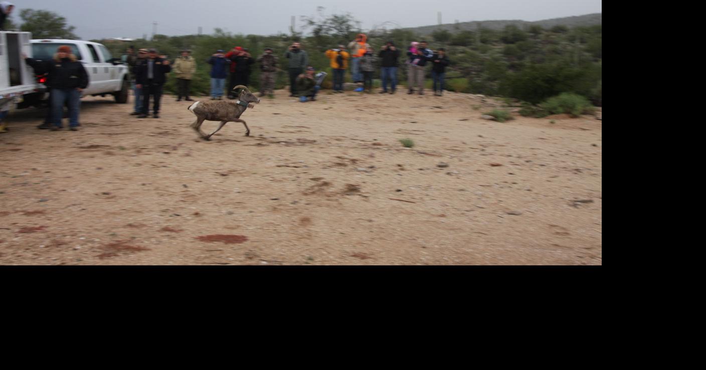 More bighorn sheep released into Catalina Mountains | News ...