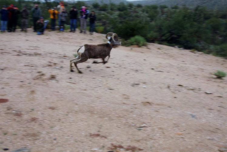 More bighorn sheep released into Catalina Mountains | News ...