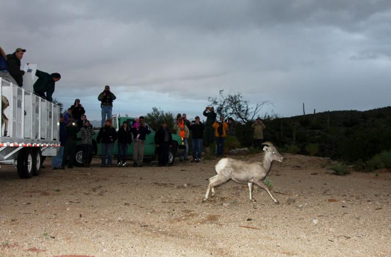 More bighorn sheep released into Catalina Mountains | News ...