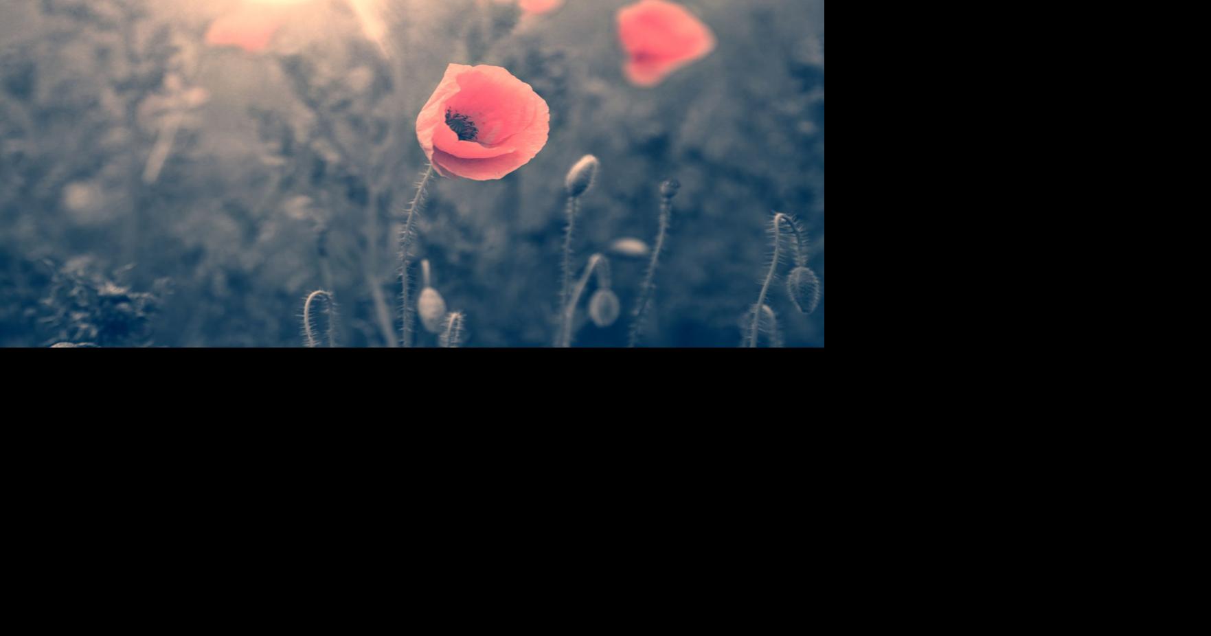 American Legion Auxiliary poppy symbolizes nation’s sacrifice | News ...