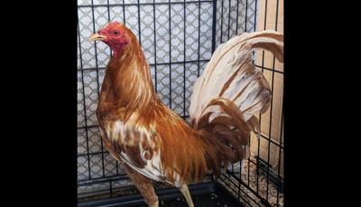 Roosters are in search of a home | Features | tucsonlocalmedia.com