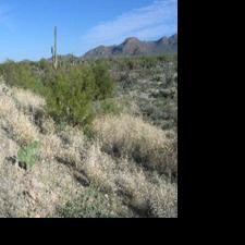 Buffelgrass spraying: Is public comment working? | Liven Up ...
