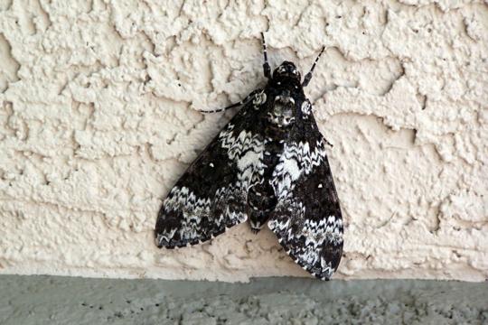 Black and white moth | Liven Up | tucsonlocalmedia.com