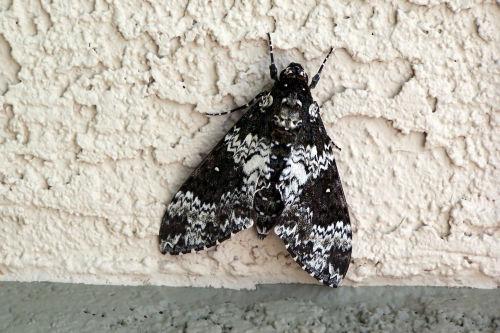 Black and white moth | | tucsonlocalmedia.com