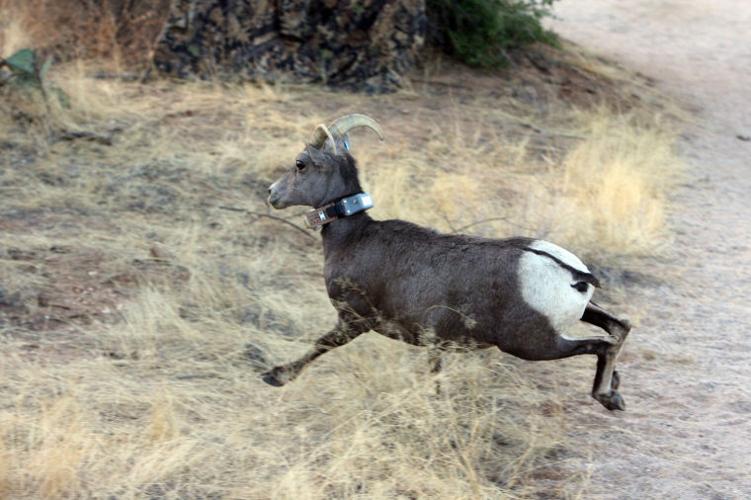 Bighorn sheep reenter Santa Catalina Mountains | News ...