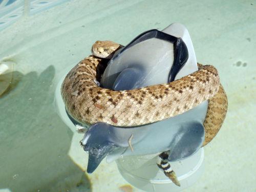 Snake vs Shark | | tucsonlocalmedia.com