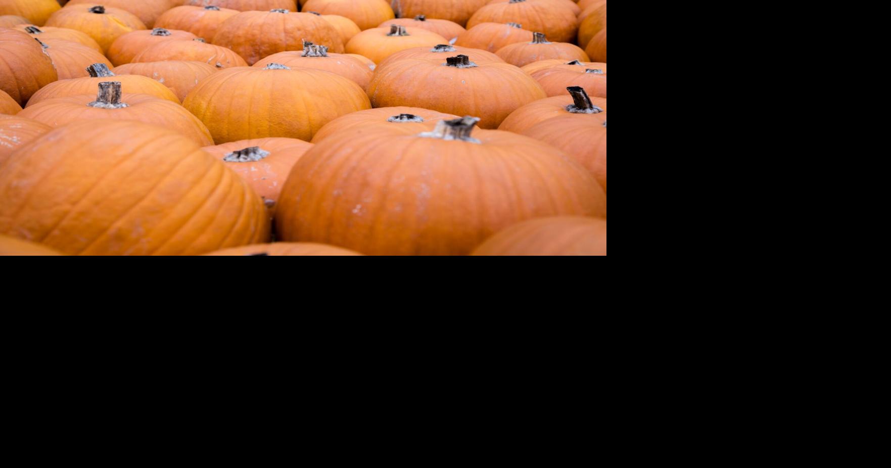 Hearing set for pumpkin patch annexation | News | tucsonlocalmedia.com