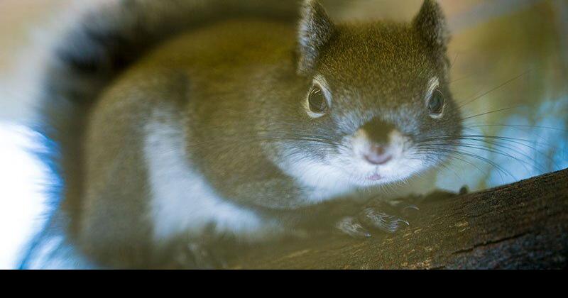 Mount Graham red squirrel makes comeback, but not out of the woods yet ...