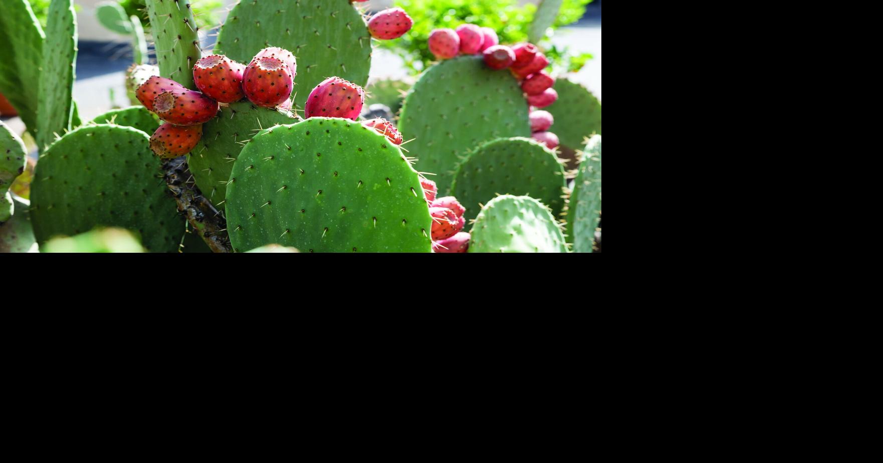 A walk across the street | Columns | tucsonlocalmedia.com