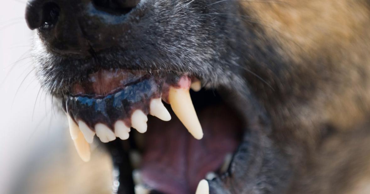 10 Unusual things insurance covers | News | tucsonlocalmedia.com