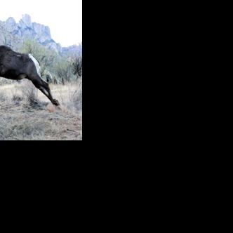 One bighorn sheep released to the Catalinas found dead | News ...