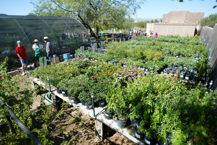 Fall plant sale at Tohono Clul Park | Fall Home & Garden ...