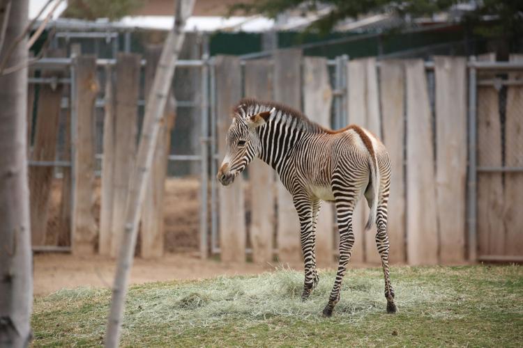 Grevy’s zebra foal dies at Reid Park Zoo | News | tucsonlocalmedia.com
